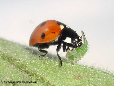 What do Ladybugs Eat? | Nature, Cultural, and Travel Photography Blog