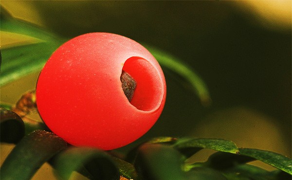 LA TIERRA DE LA PIEDRA NEGRA: EL FRUTO DEL TEJO