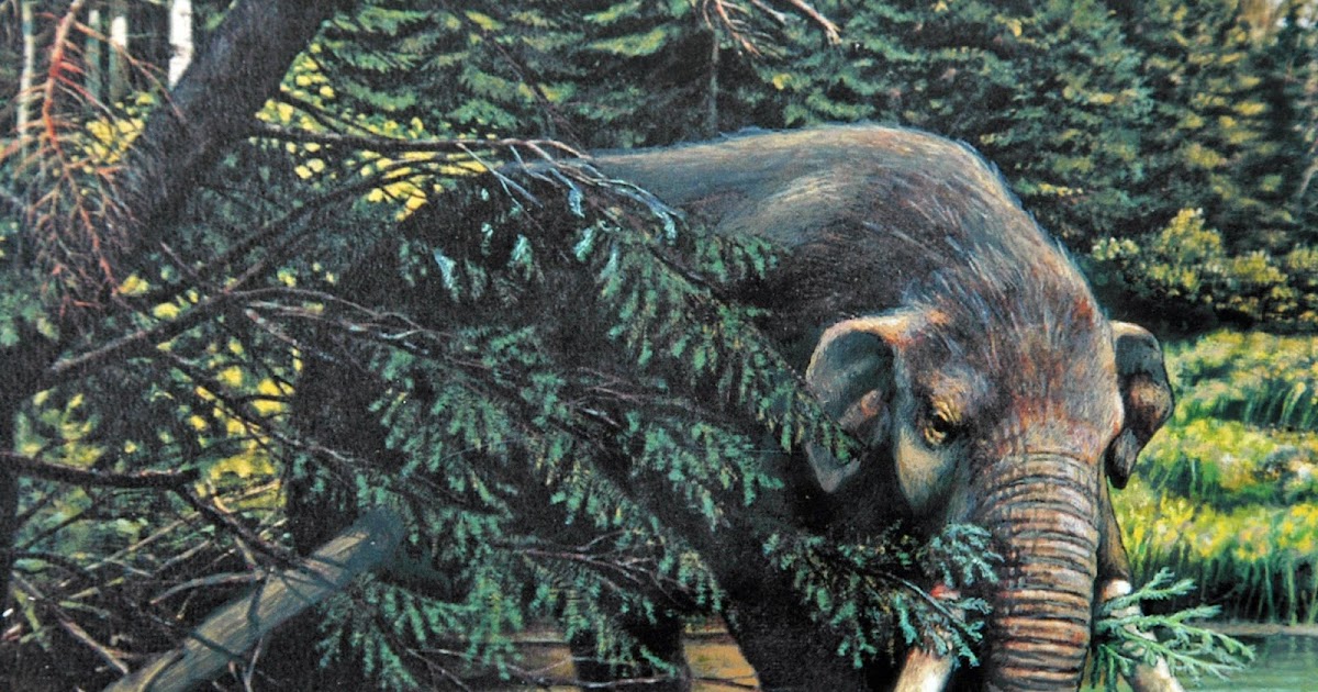 Variety of Life: Proboscidea