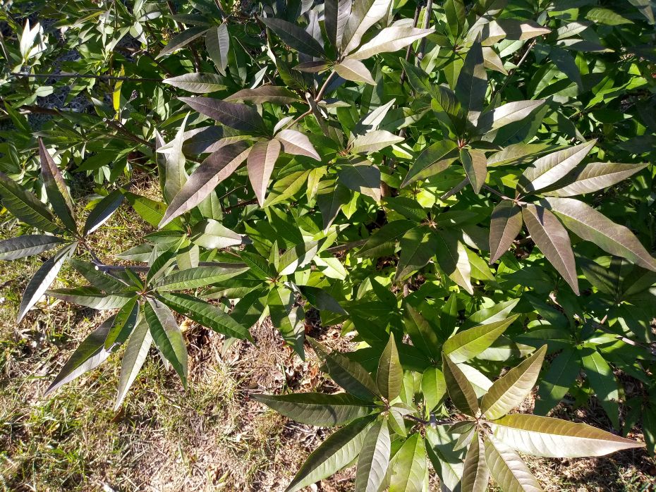 Future Plants by Randy Stewart: Vitex - the Chaste Tree family