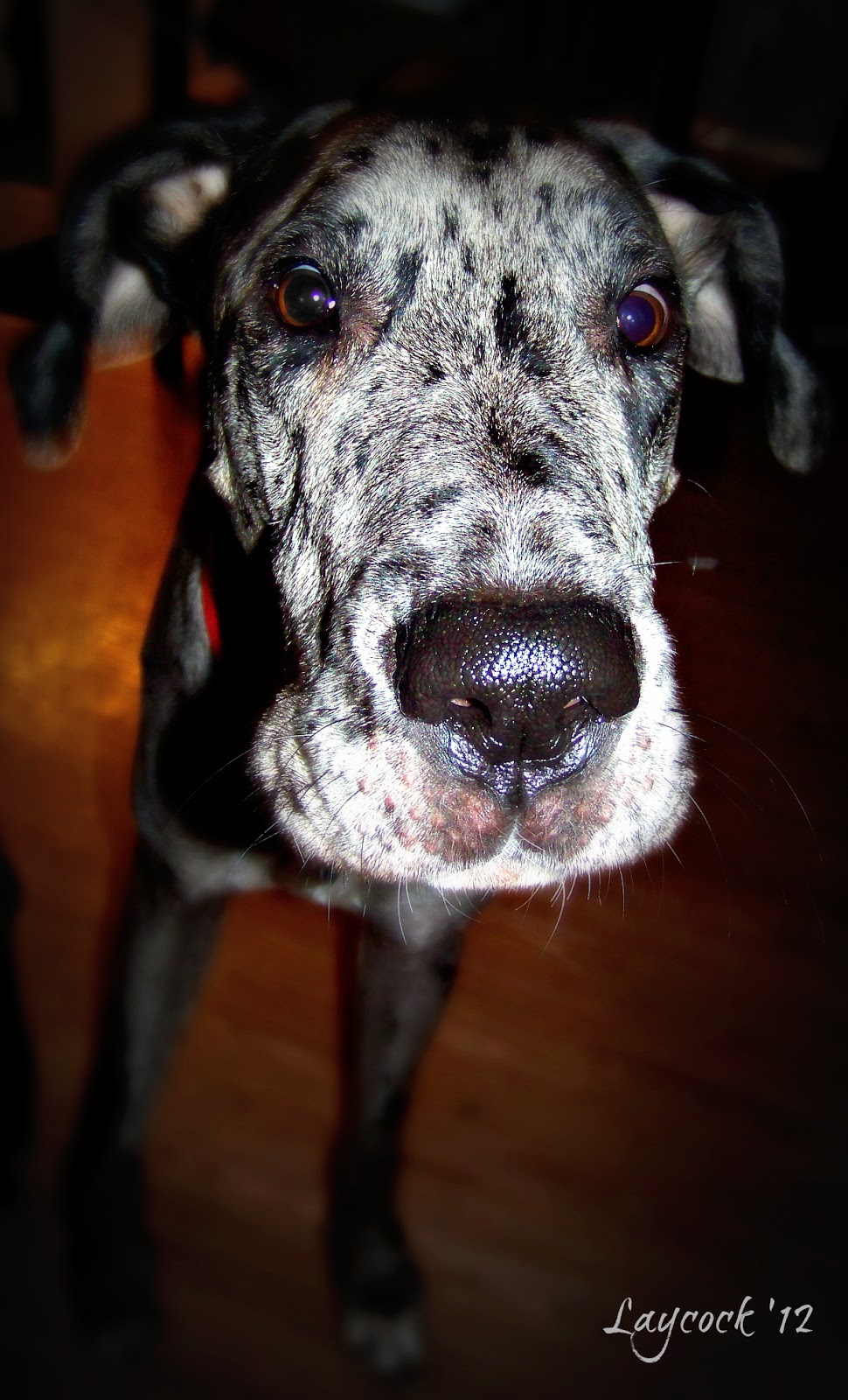Goliath: Great Danes - Double Merle