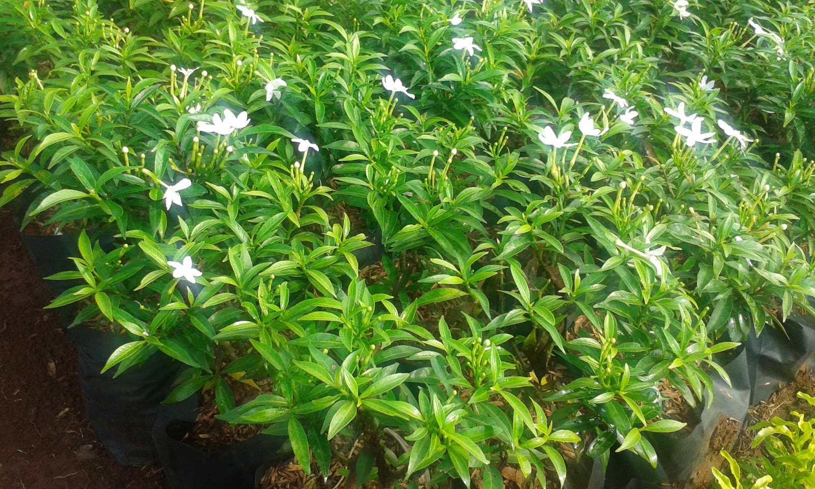 Ide 24+ Budidaya Tanaman Rombusa Mini