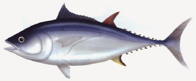 Sabor Básico: Atum - um pouco de tudo - curiosidades - Post I de II