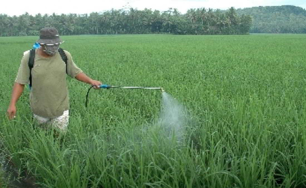 Kreasi Usaha: Manfaat Tanaman Jeringau (Acorus calamus L.) sebagai ...