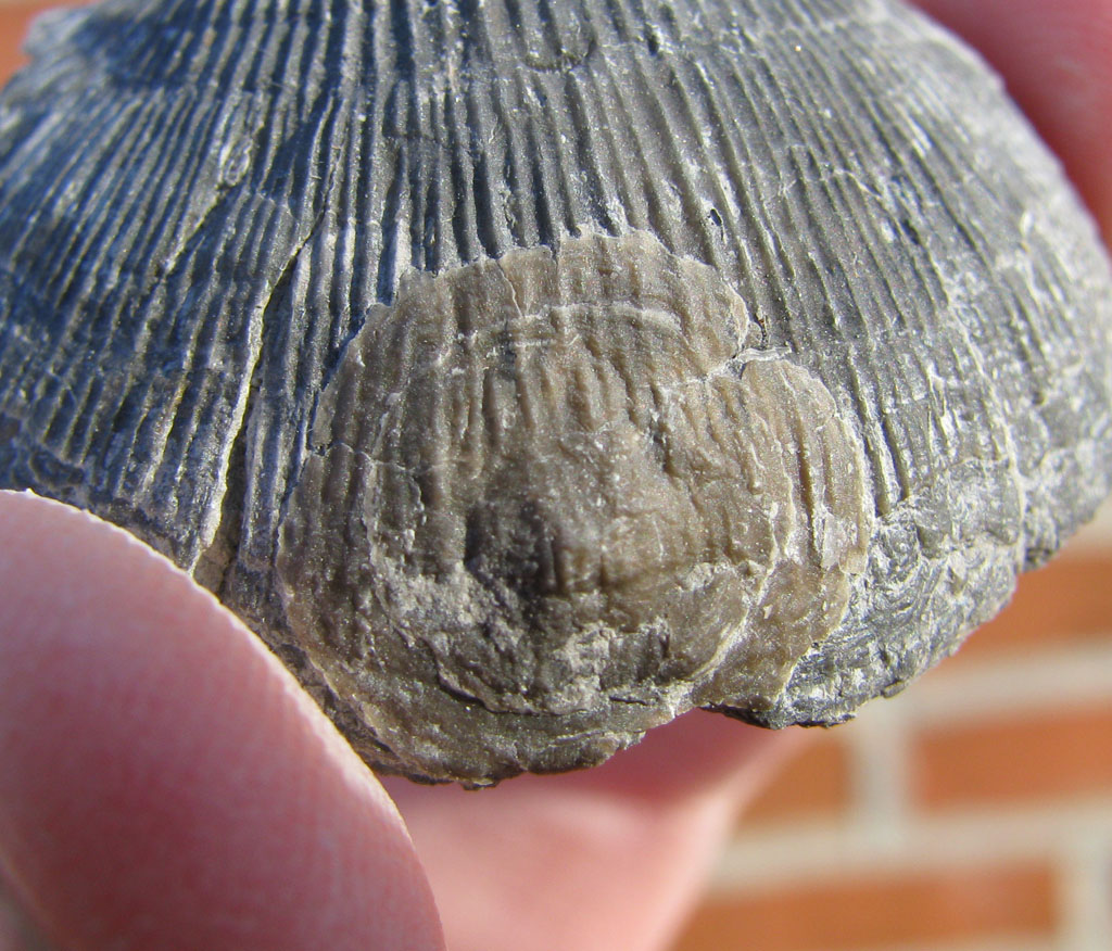 Views of the Mahantango: Petrocrania from the Silica Shale