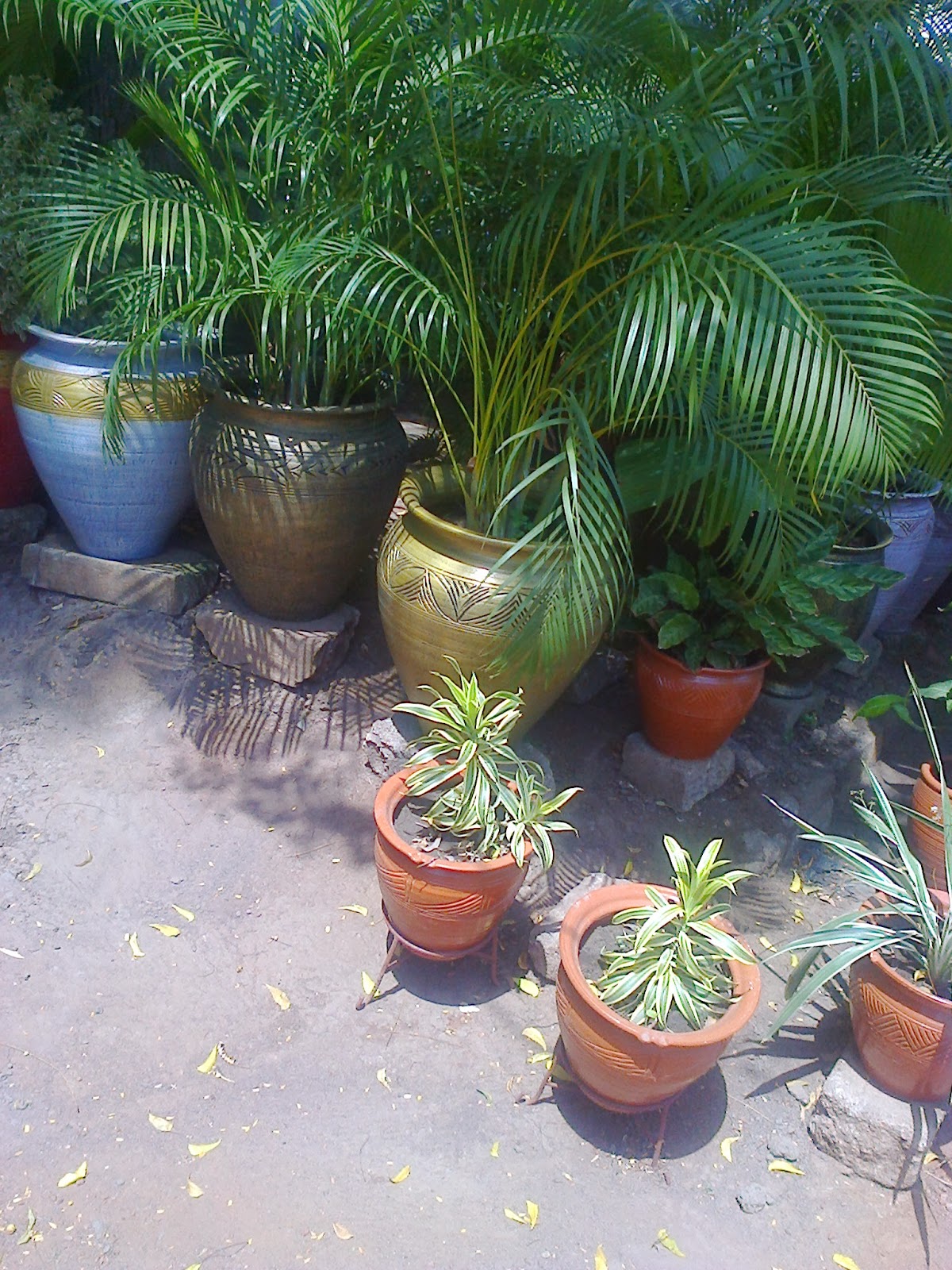 Pottery making in Ghana: Pottery in The Plant World