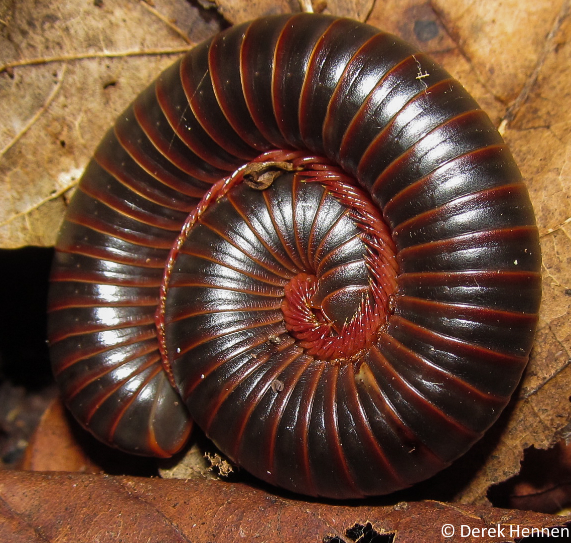 Normal Biology: A Primer on Ohio Millipedes