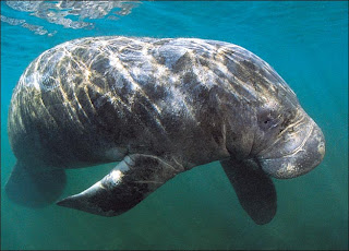 Manatee - True Wildlife Creatures