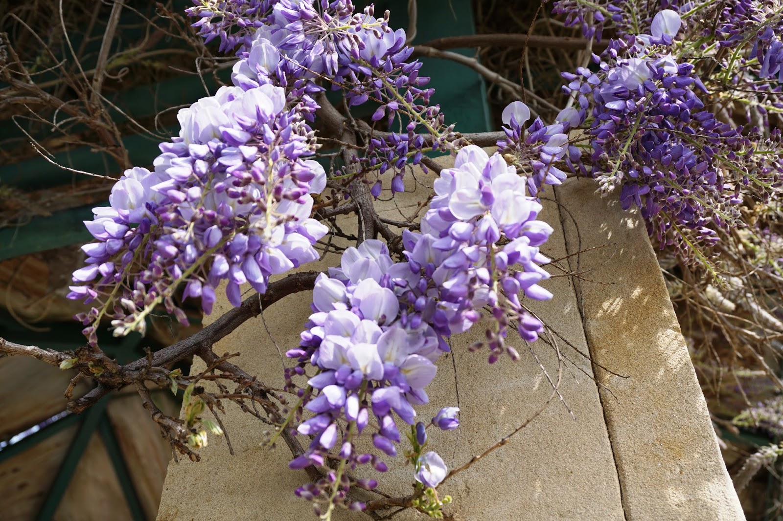 Plantas de Huerta Otea, Salamanca: Glicinia japonesa (Wisteria floribunda)