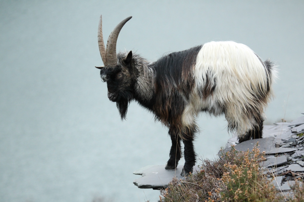 A Day In the Life of a Wildlife Artist: Wild Welsh Mountain Goats