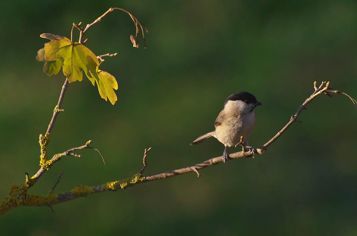 Riserva Naturale Regionale e Oasi WWF dei Ghirardi: Capanno fotografico ...