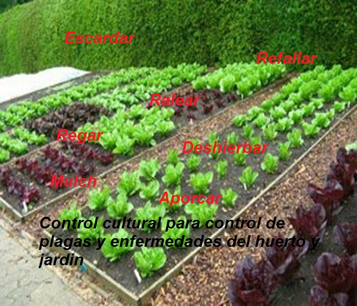 Control cultural para control de plagas y enfermedades del huerto y ...