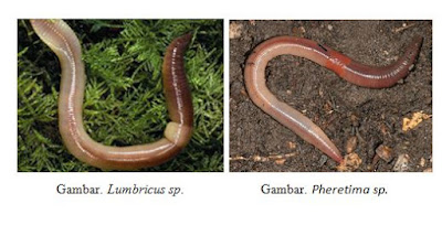 Klasifkasi Filum Annelida