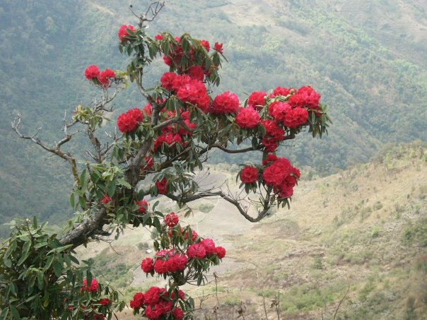 LUNGPHER VANGKHUA: Lairam mawitu pangpar te