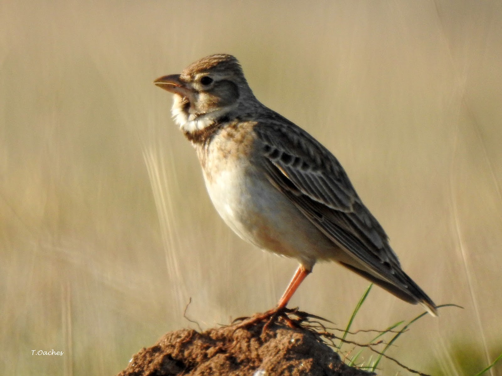 PASARI DIN ROMANIA: CIOCARLIE DE BARAGAN, Melanocorypha calandra
