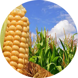 ® Colección de Gifs ®: IMÁGENES DE MAÍZ