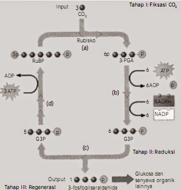 Reksi Gelap dan Terang Pada Fotosintesis | Artikel Pengertian Makalah