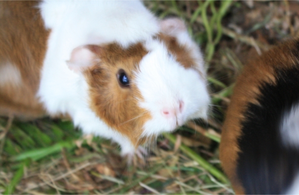 Petit Paradis: The G-Pigs