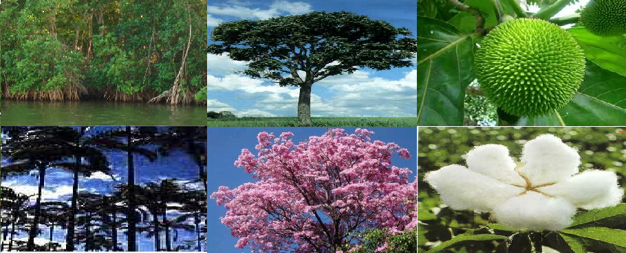 Biodiversidad del Ecuador: FLORA DE LA REGIÓN NATURAL LITORAL