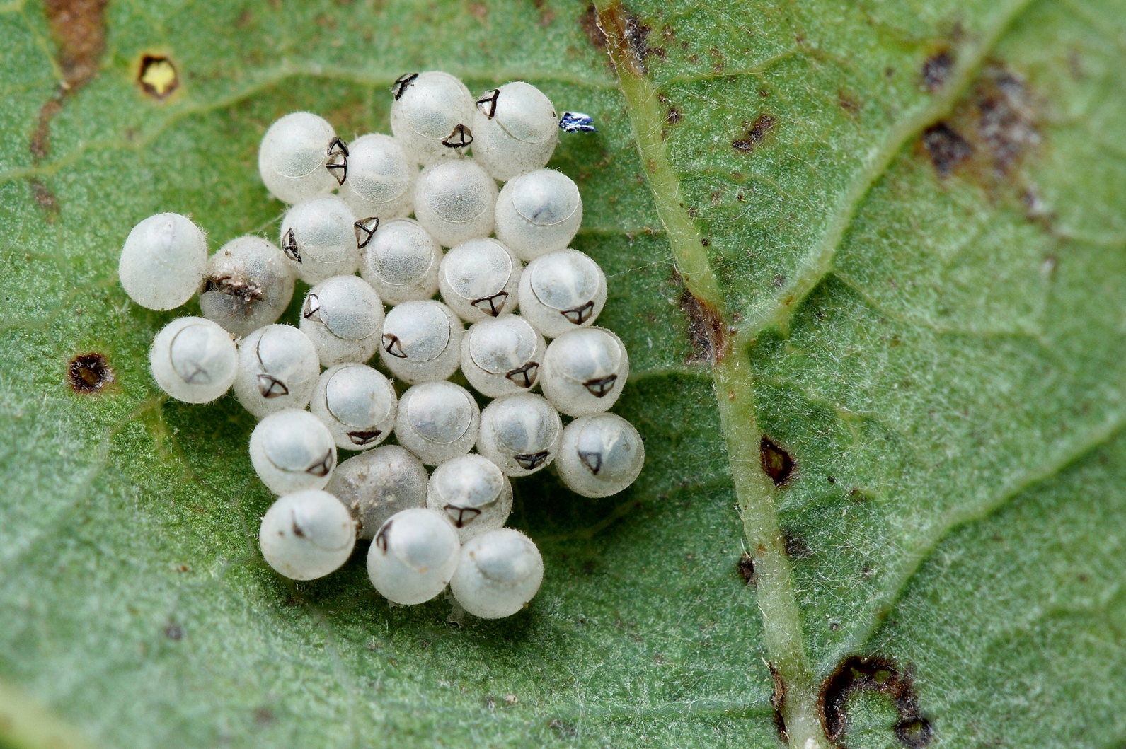 JJ's Photographic nature blog: From eggs to...well, eggs!