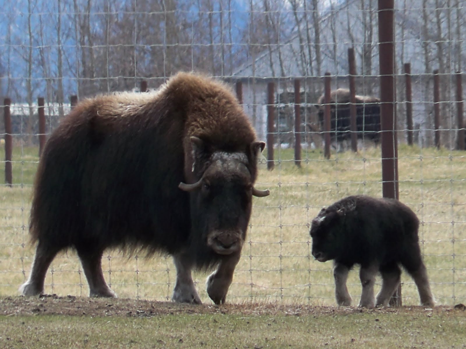 Carters In Alaska: Palmer Musk Ox Farm - May 2011