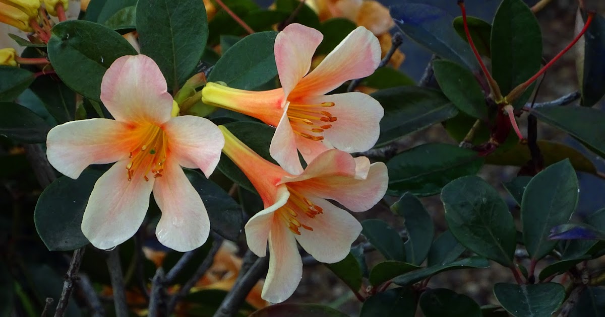 MAP: MELBOURNE STREET TREES 154 - VIREYA RHODODENDRON