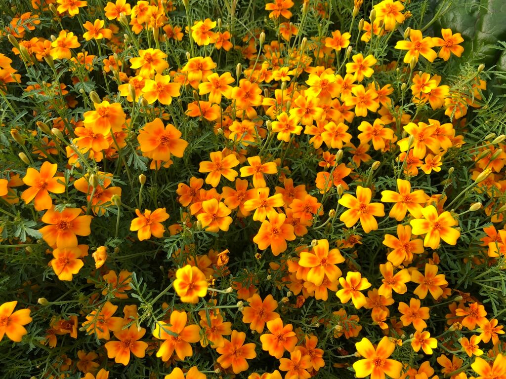 Divagar entre FLORES - ANIMAIS - NATUREZA: 🌻 Tagetes Tenuifolia, Lemon ...