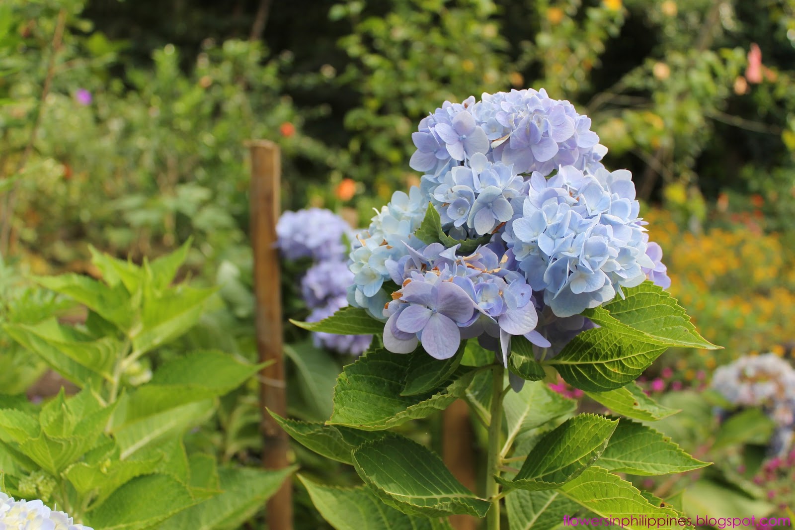 FLOWERS IN THE PHILIPPINES Blue Million Flower FLOWERS IN THE PHILIPPINES Blue Million Flower
