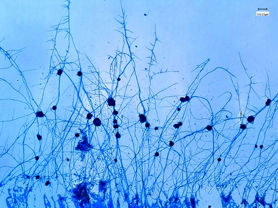 Phoma - Alchetron, The Free Social Encyclopedia