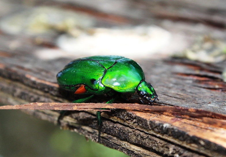 Roshographs: Green Beetle of Sri Lanka