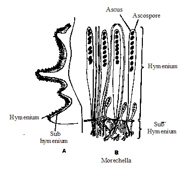Ascocarp Labeled