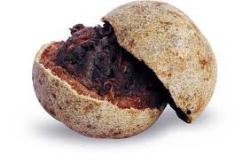 Mengenal buah GAANISTA/ KAWISTA / KINCO - coretanqu