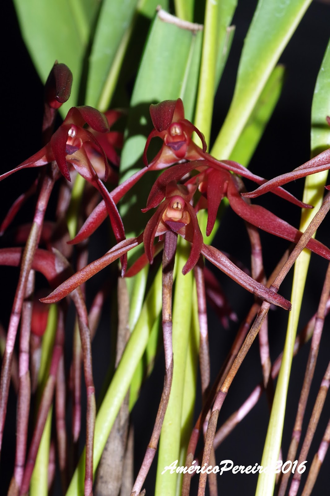 Orquídeas soltas: Maxillaria calantha