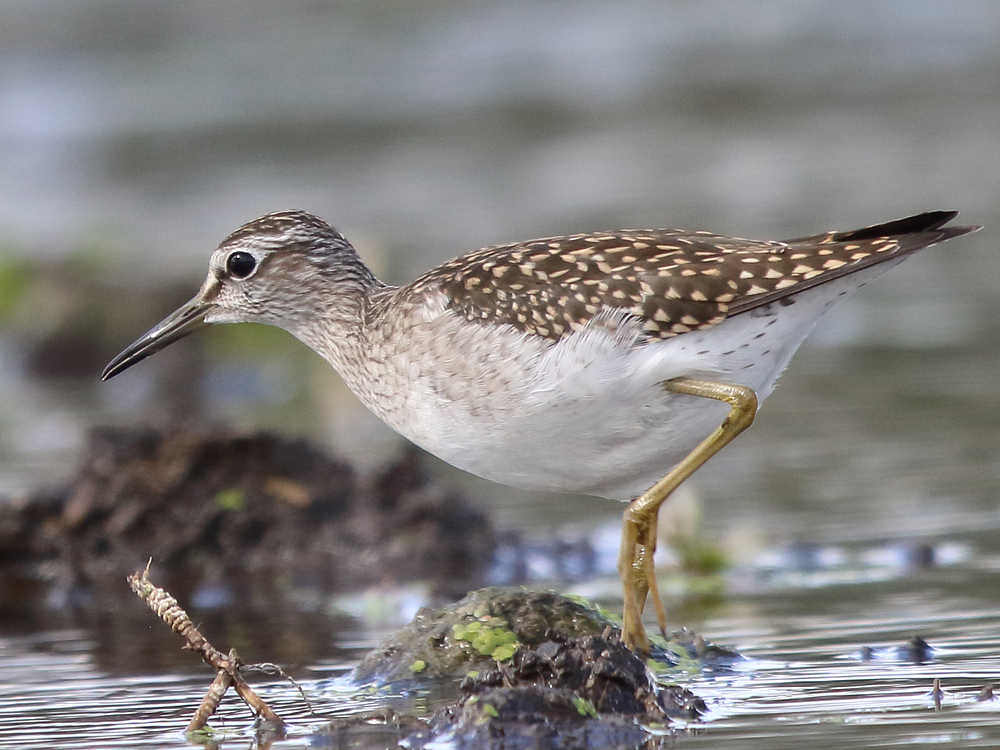 CAMBRIDGESHIRE BIRD CLUB GALLERY: Wood Sandpiper