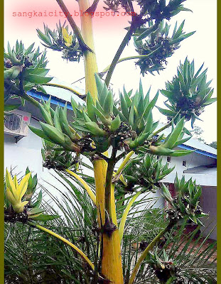 Tercyduk!!? Inilah pohon Batang Garing yang Sebenarnya! | Sangkay City