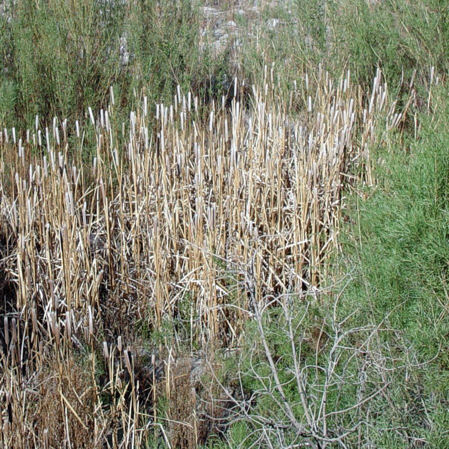 Eden By The Bay: Whitewater Preserve