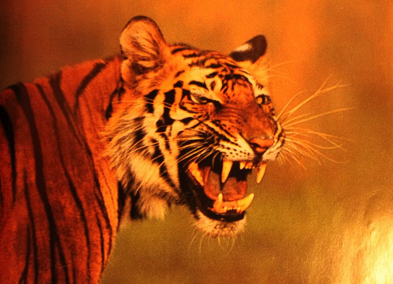 Indian Tiger Diaries: Charger – Overlord of the Brother’s Fort