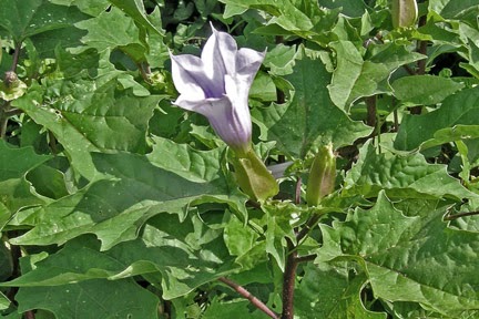 Healing Power of Plants: Thorn Apple (Kachubong): Aside from being ...