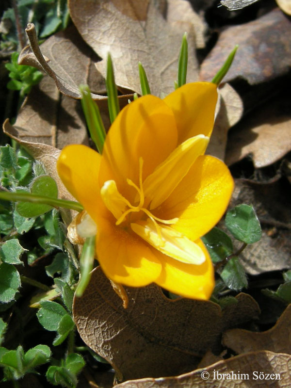 The Country Of Crocuses: Crocus mouradii