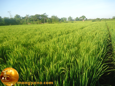 Padi mulai berbunga, bulai – bulai padi yang menawan