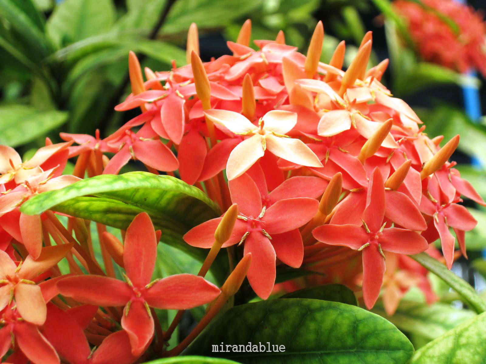 Live in the Moment: Santan