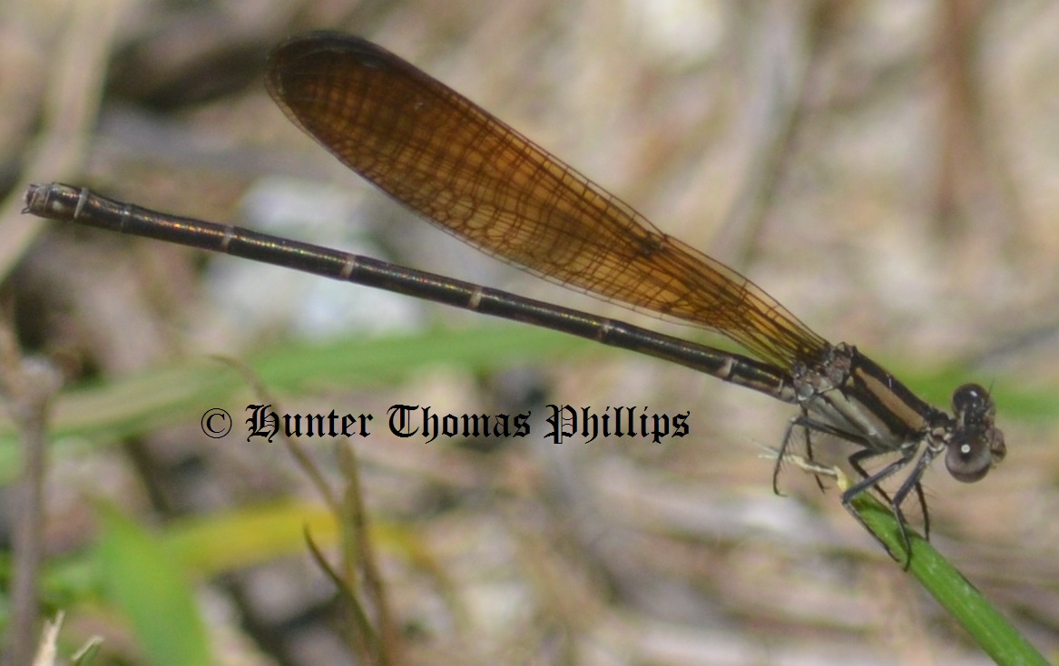 Dragonflies/Damselflies