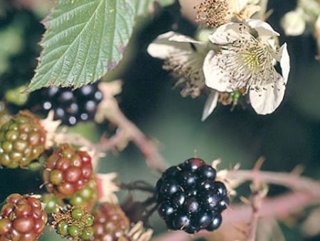 DIÁRIO COM A NATUREZA: 30 DE JUNHO - AMOREIRA - AMORA - FRUTA - FLOR ...