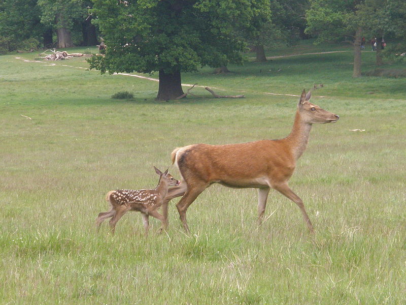 naturalhungary: Szarvasbőgés/Gímszarvas