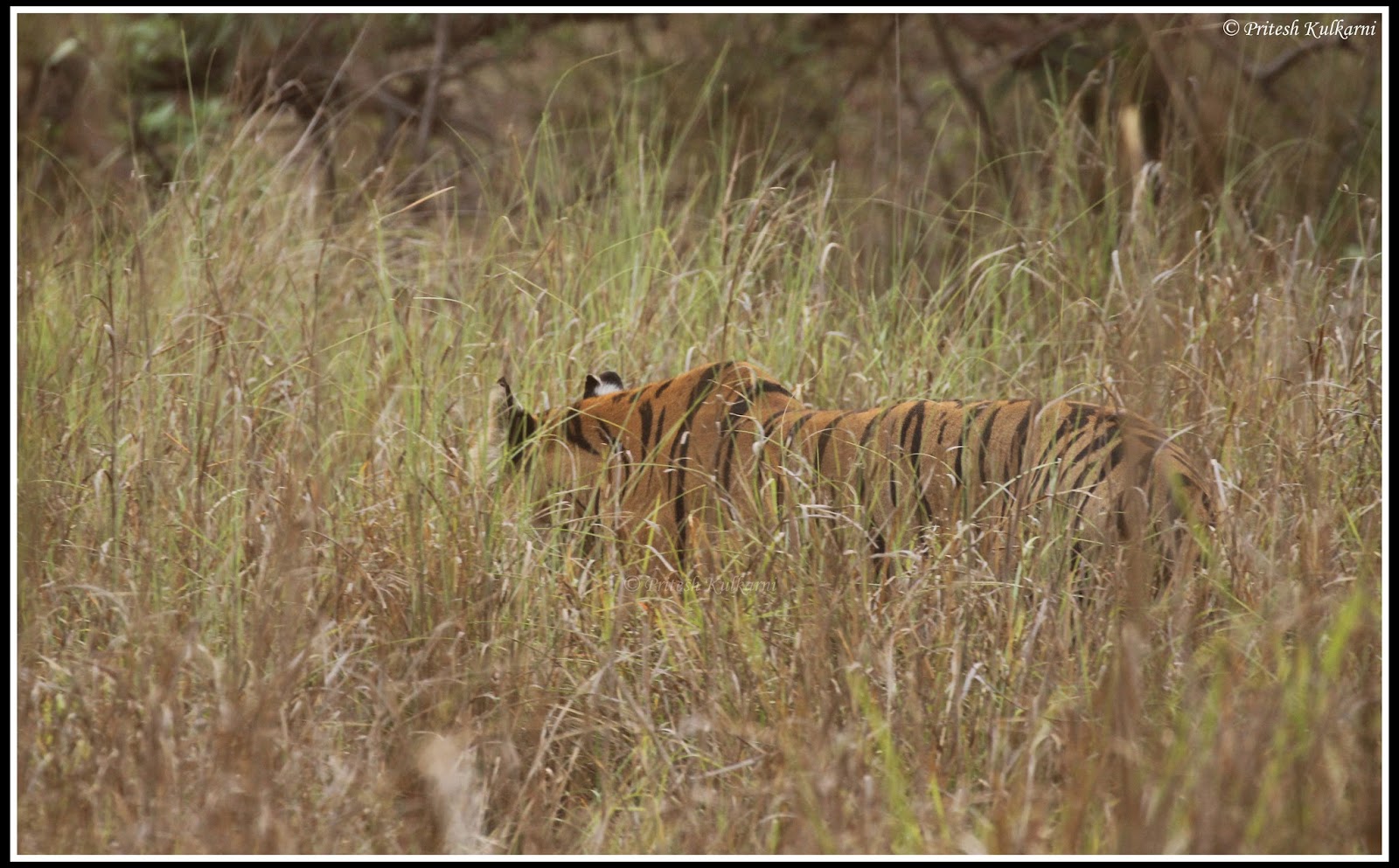 Travel blogs: Wildlife photography Trip to Kanha National Park