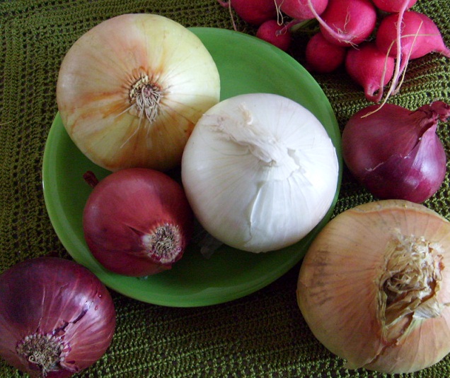 Cebula: czy jest dobrym źródłem prebiotyków?