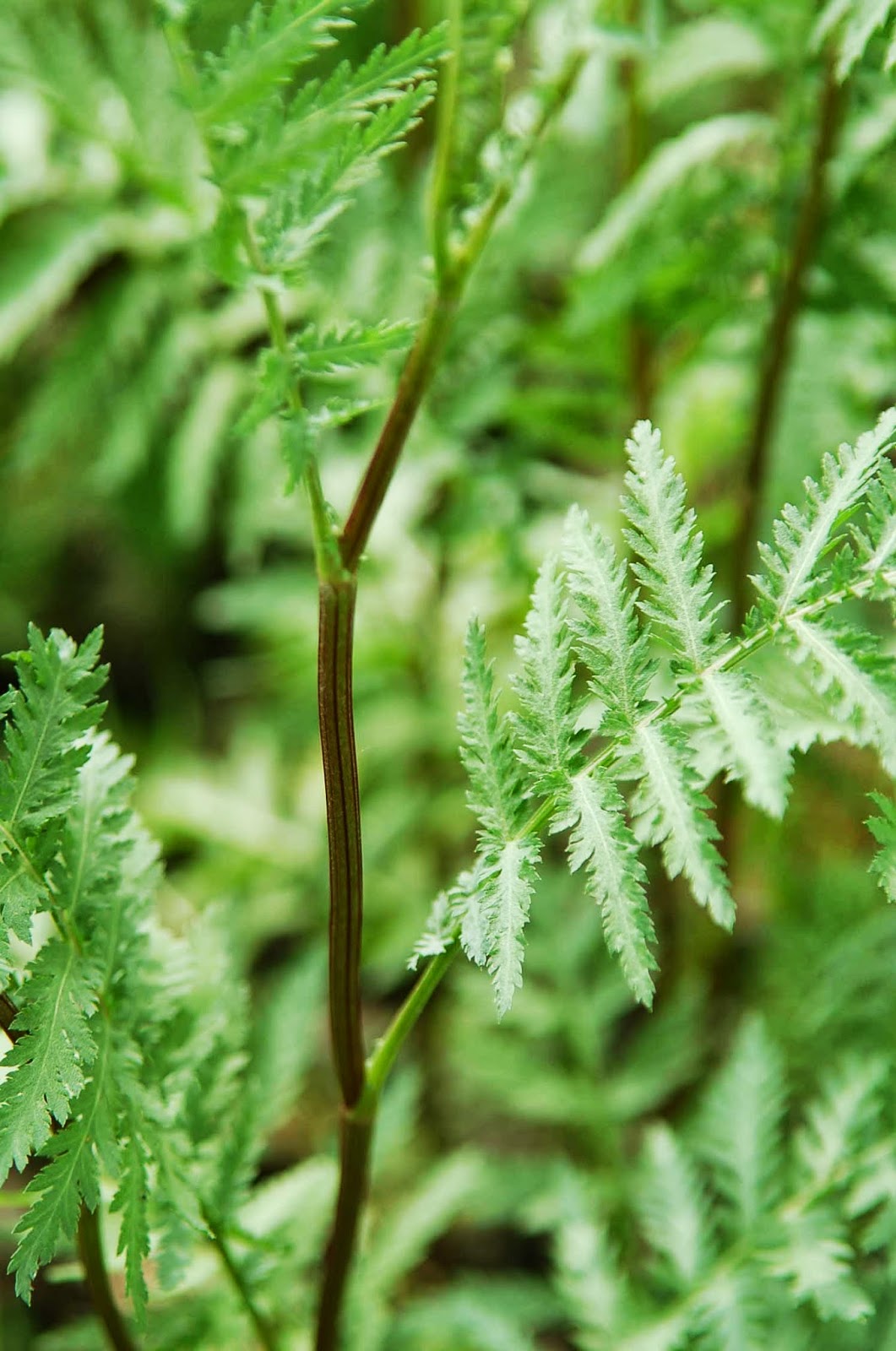 The Ripple Effect: Invasion of the Zombie Weed