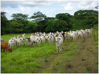 Generalidades de la Ganadería Bovina.: Carora