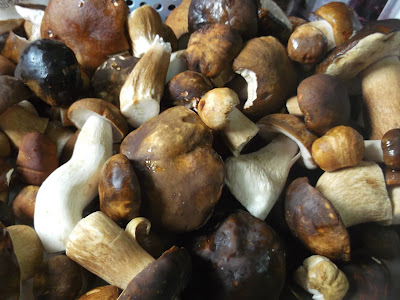 Hellena ...din bucataria mea...: Manatarci (hribi sau pitonci) uscate