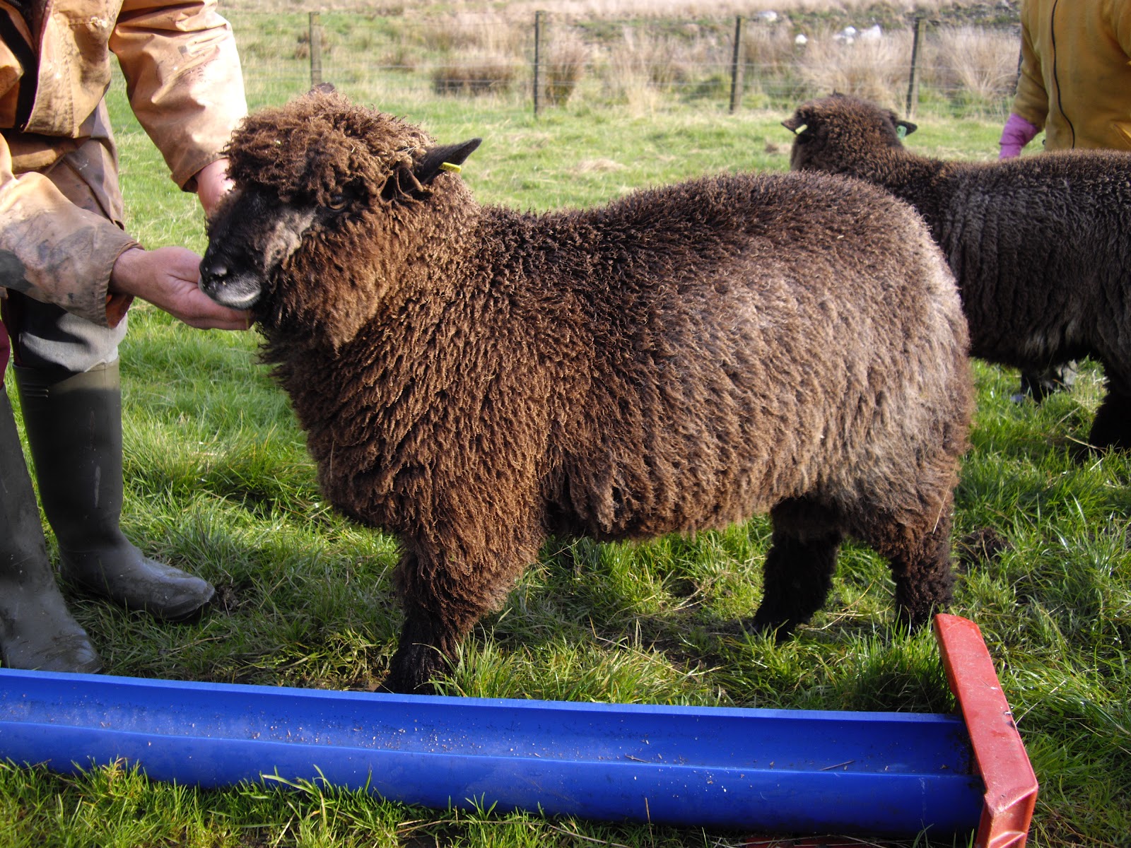 BaronyColouredRyelands: Coloured Ryeland Ram lambs FOR SALE